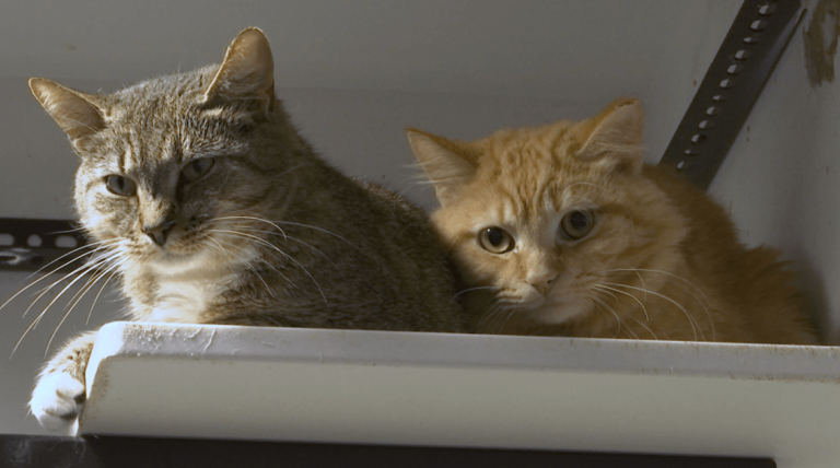 Animal shelters seeing influx of animals heading into the summer