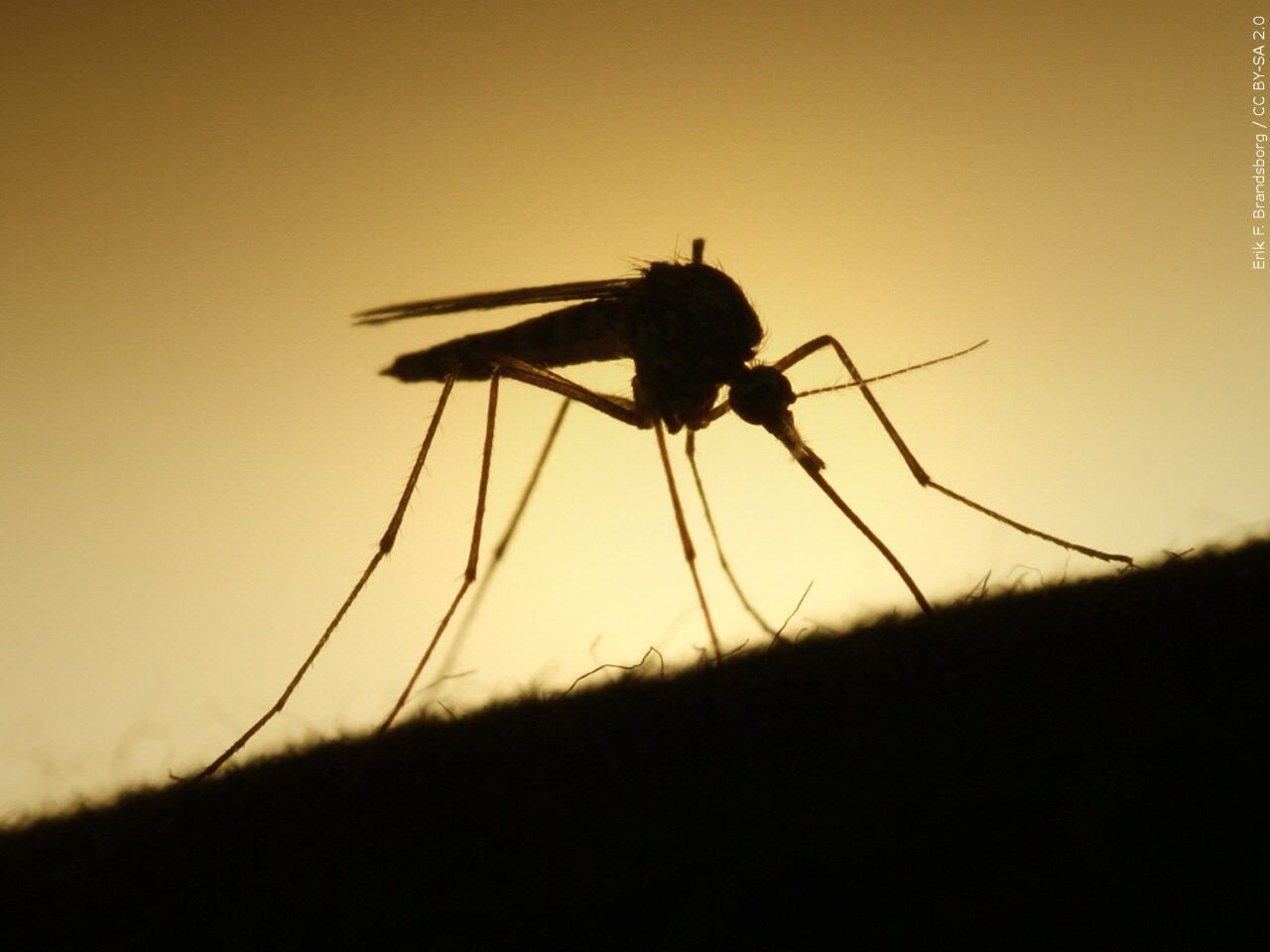 How to prevent mosquitoes after Arizona’s recent rainfall