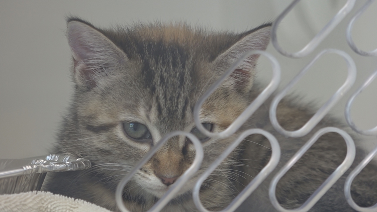 Guilford County Animal Services warns of contagious cat virus, limits ...