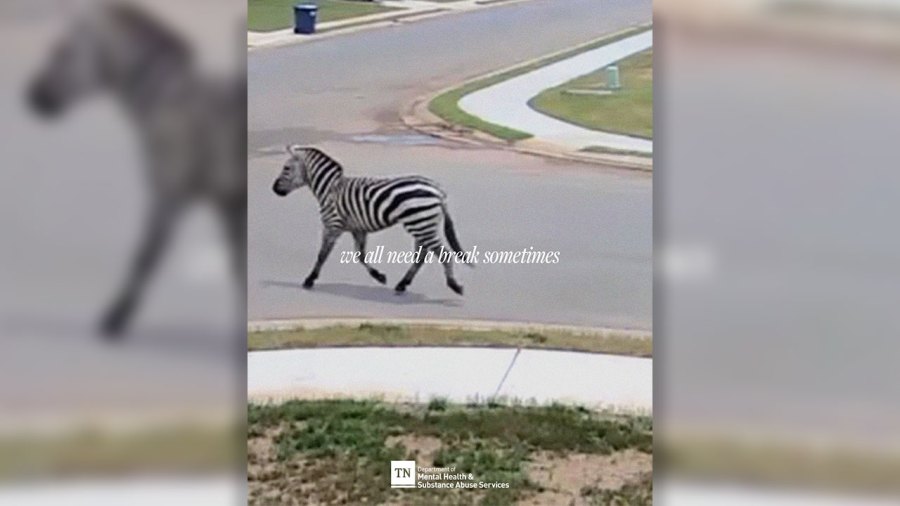 State, local groups and businesses turn runaway zebra into a meme