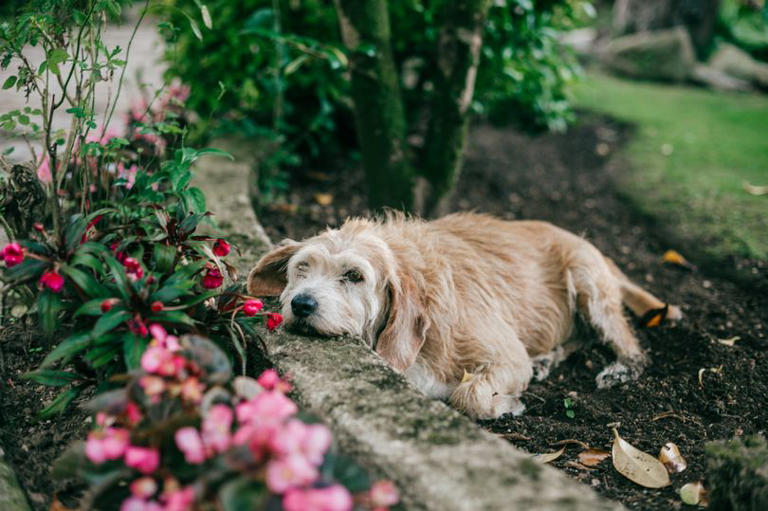 Dog nutritionist issues message to anyone with these 5 plants at home