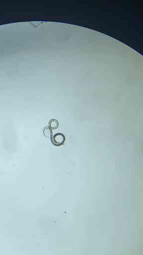 A Closer Look at Bacteria: Fascinating Microscope Footage