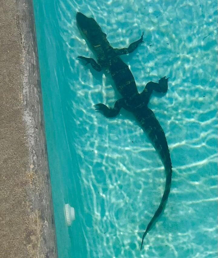 Alligator found in hotel pool at North Carolina coast: See pictures here