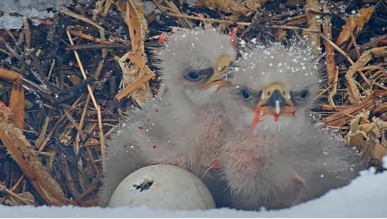 Big Bear bald eaglet Gizmo takes first flight from nest, joining sister ...