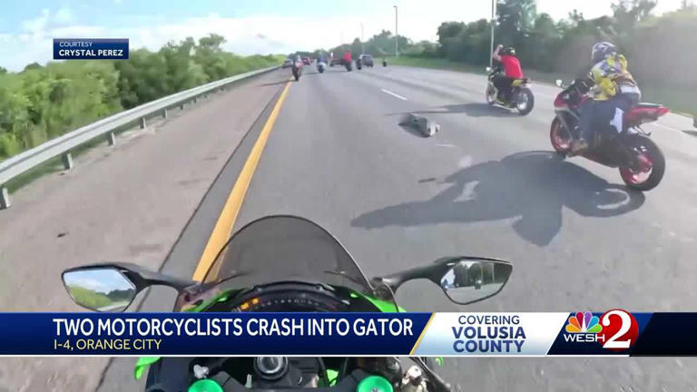 'I flipped over the handlebars': Gator causes motorcycle riders to ...