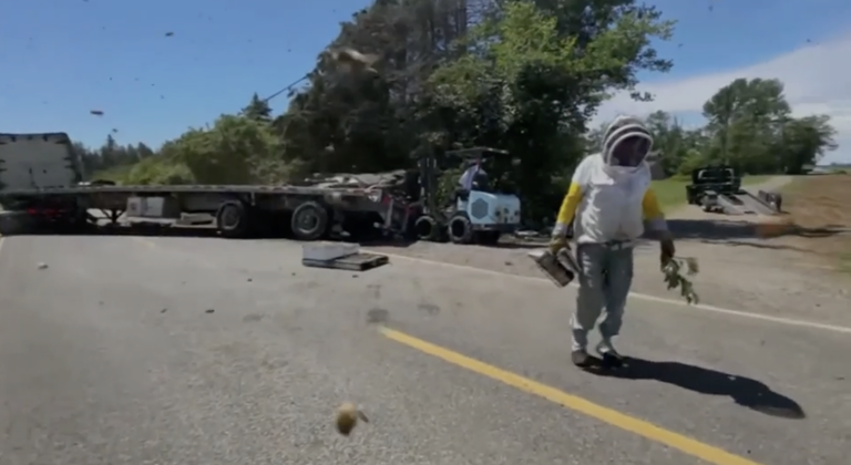 WATCH: Millions of bees loose after semi-truck overturns in Washington