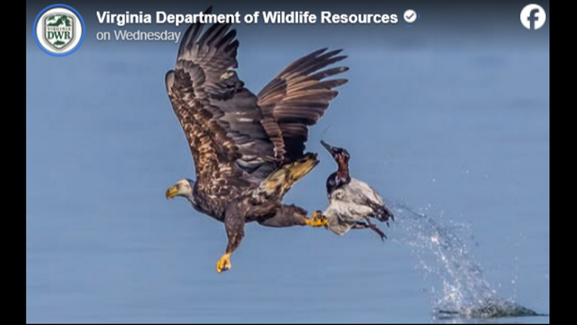 Man kills over 20 bald eagles, hawks – gets 1 day in jail, Virginia officials say