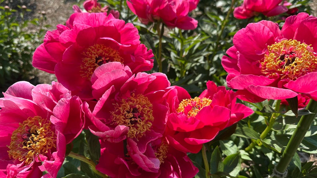 Ann Arbor community reacts after hundreds of peonies destroyed at ...