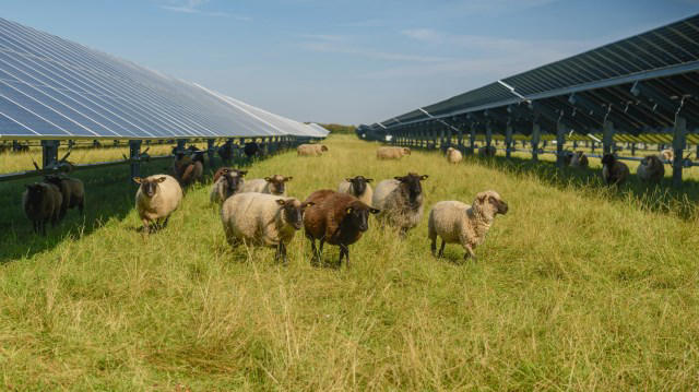 Experts uncover unexpected benefits of combining solar panels with ...