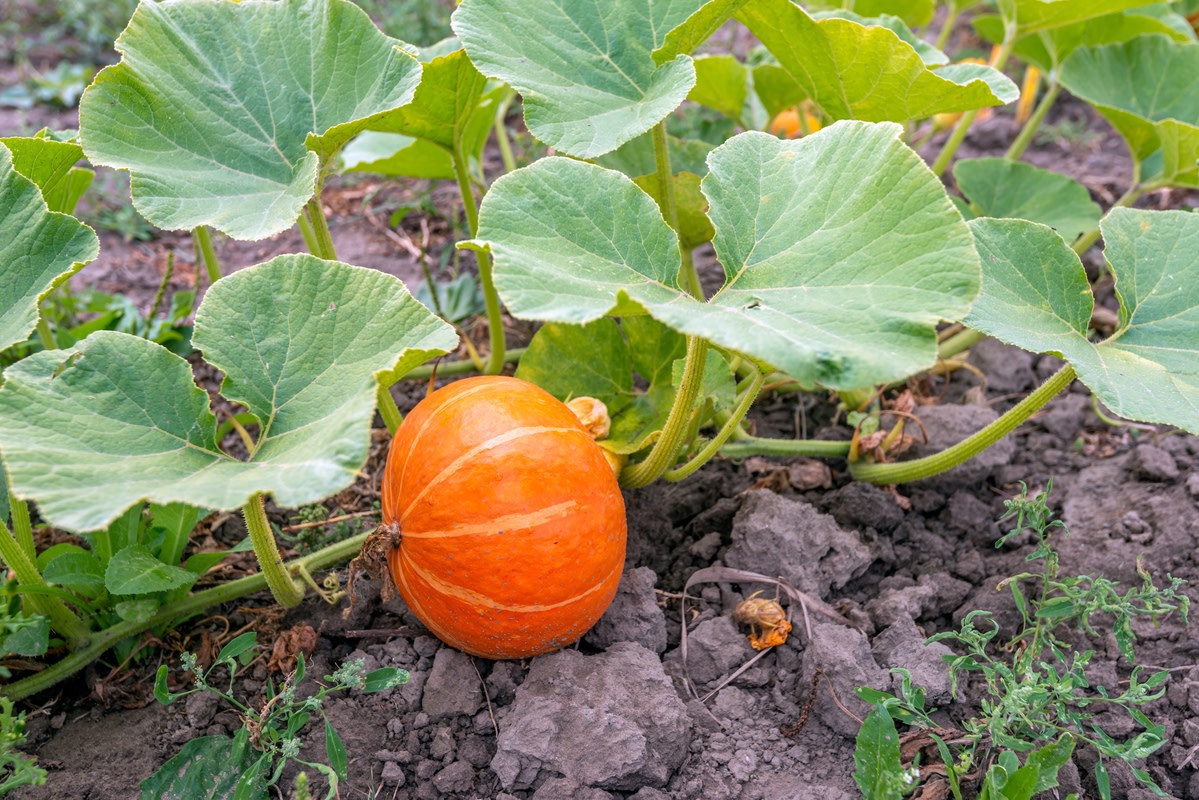 Yes, It's Time to Start Planting Pumpkins