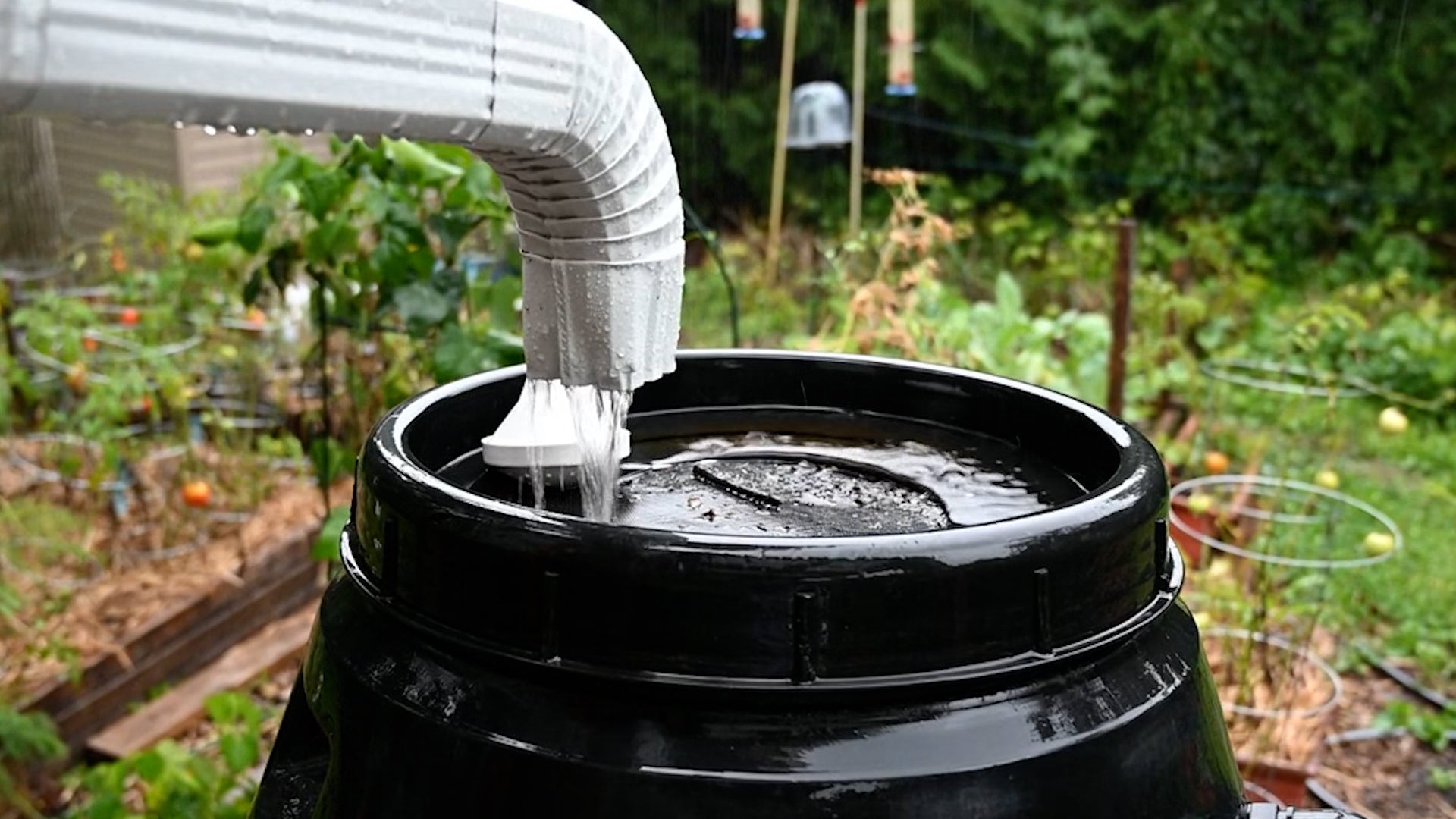Using rain barrels to control your garden’s weather
