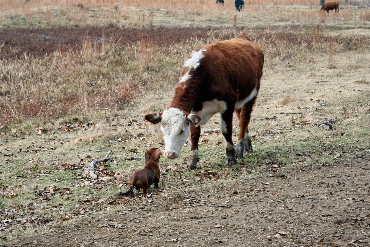 Tiny Dachshund and Precious Cow Solidifying Their Friendship Through ...