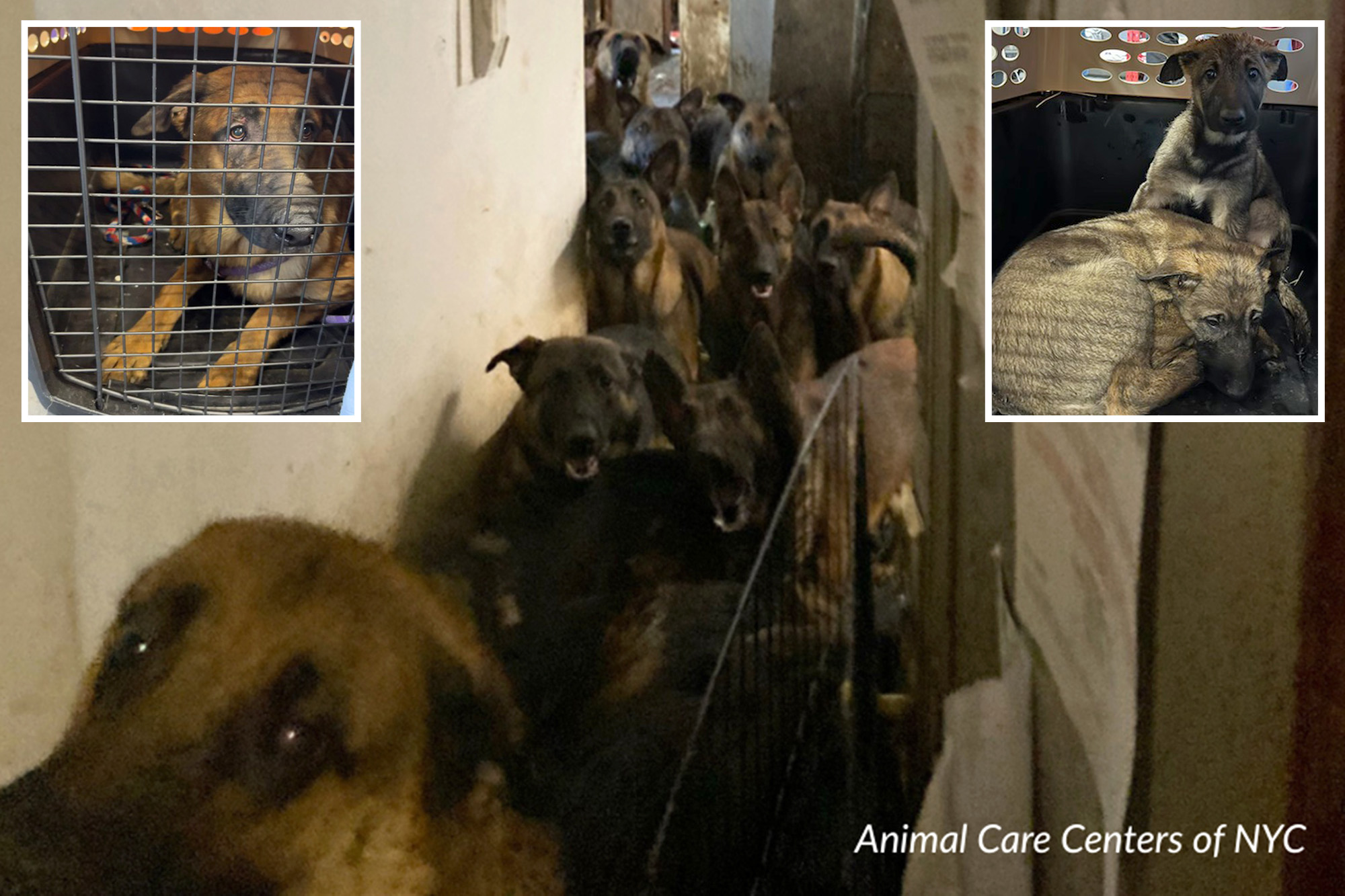 NYC hoarder facing 1 year behind bars for keeping 48 dogs in filthy ...