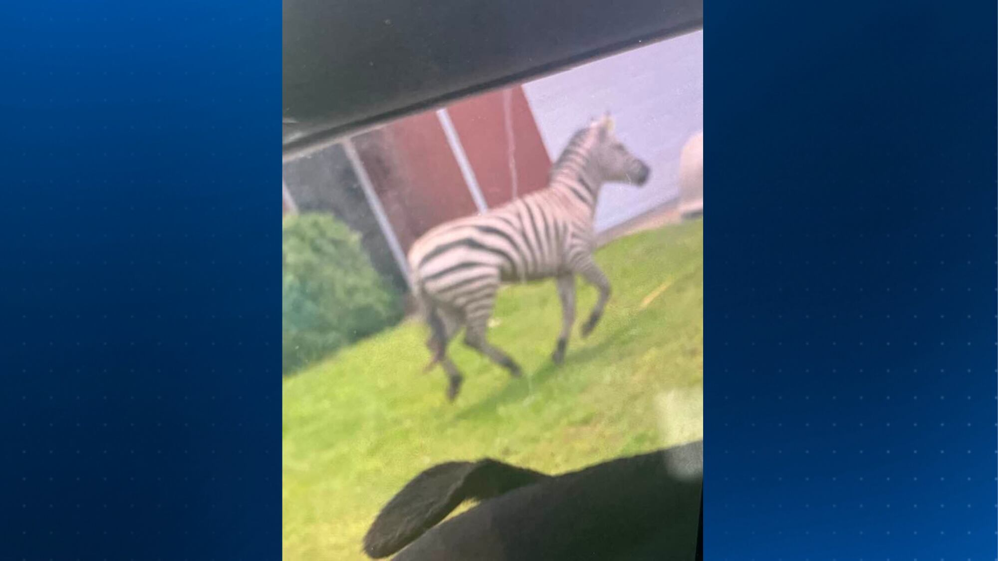 Missing zebra continues to elude police in Tennessee