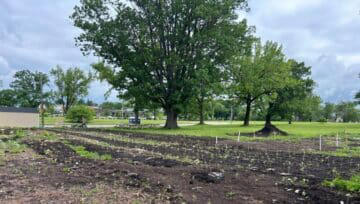 Vacant Lot in Holmesburg To Be Transformed Into Sunflower Farm, Space ...