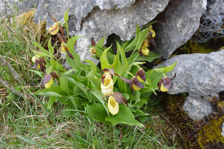 First new wild lady’s-slipper orchid found for 100 years marks ...