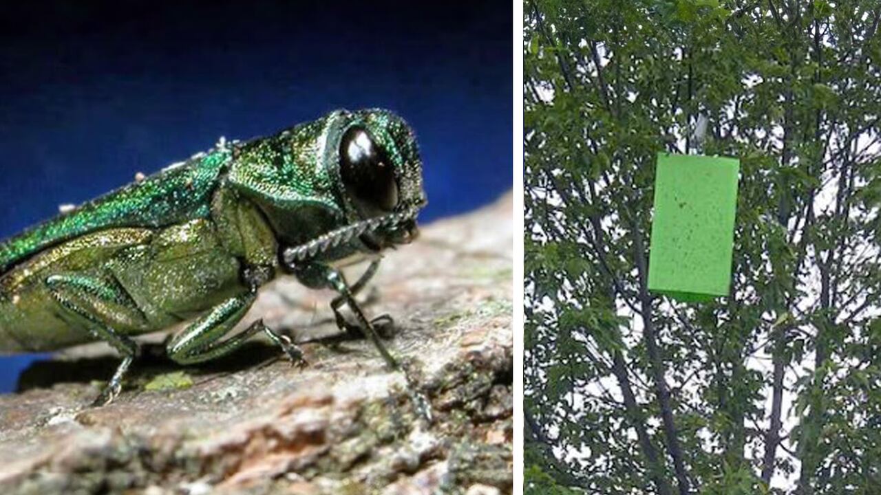 What are those bright green traps hanging in trees around Calgary?