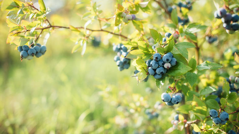 The Popular Garden Shrub You May Be Overwatering And How To Fix It