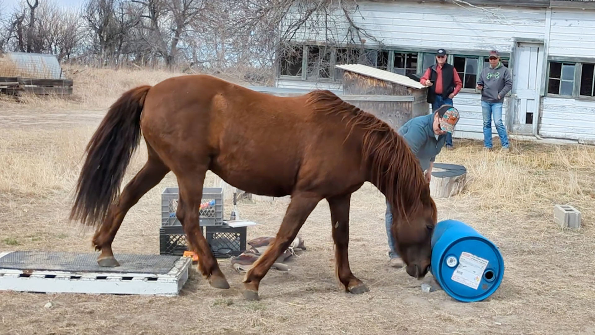Rusty the horse performs clever tricks with help from owner