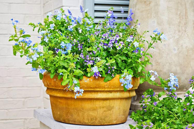 8 mistakes you’re making with outdoor planters—and how to fix them