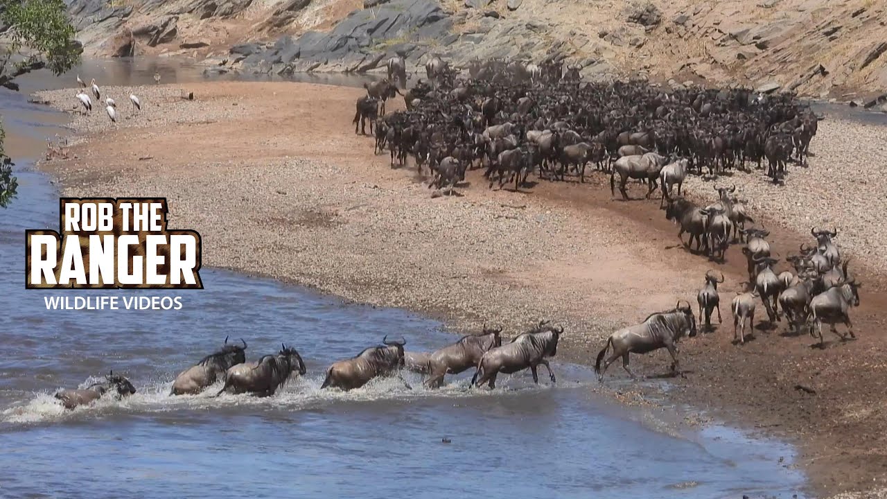 Witness thousands of zebras braving perilous river crossing during ...