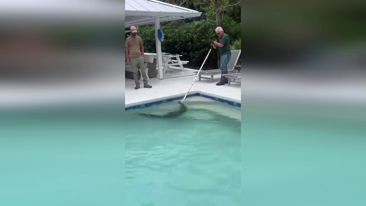 Alligator removed from back yard pool twice in one day in Florida