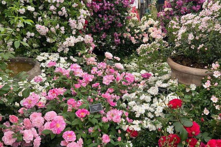 The 4 important lesson I learned about growing roses at the RHS Chelsea ...