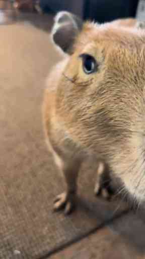 Cheesecake the Capybara Why Indoor Capybaras Are a Friendship Test