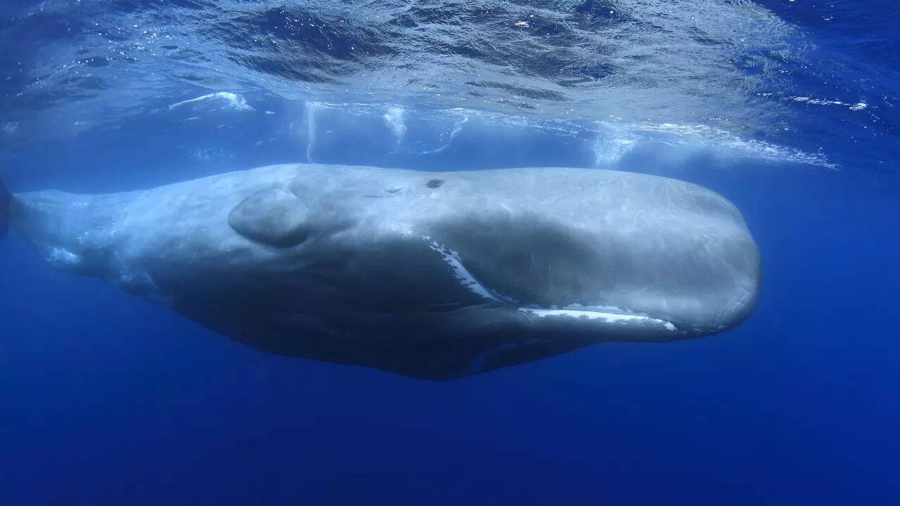 Top 5 loudest marine animals