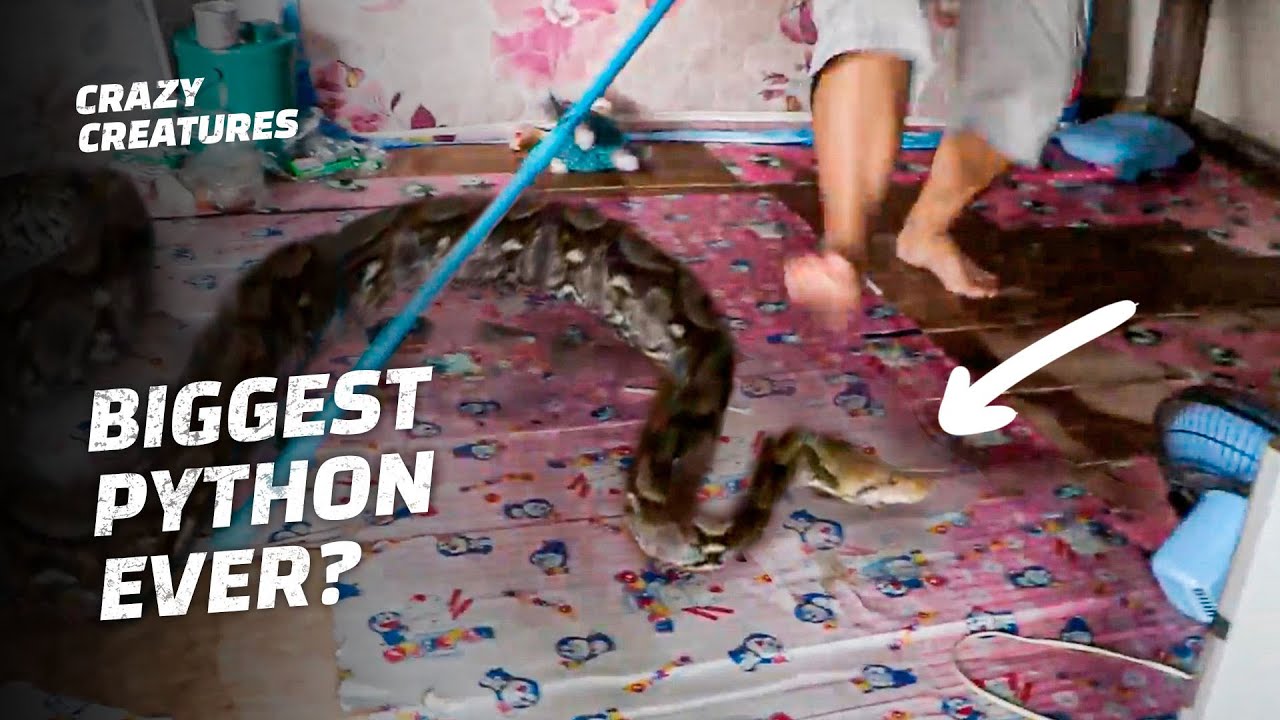 Record-Breaking Python Found in the Wild