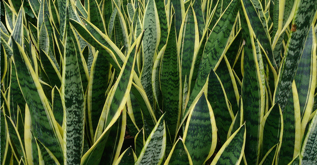 8 Easy Gardening Tips For Getting More Pups Out Of Your Snake Plant