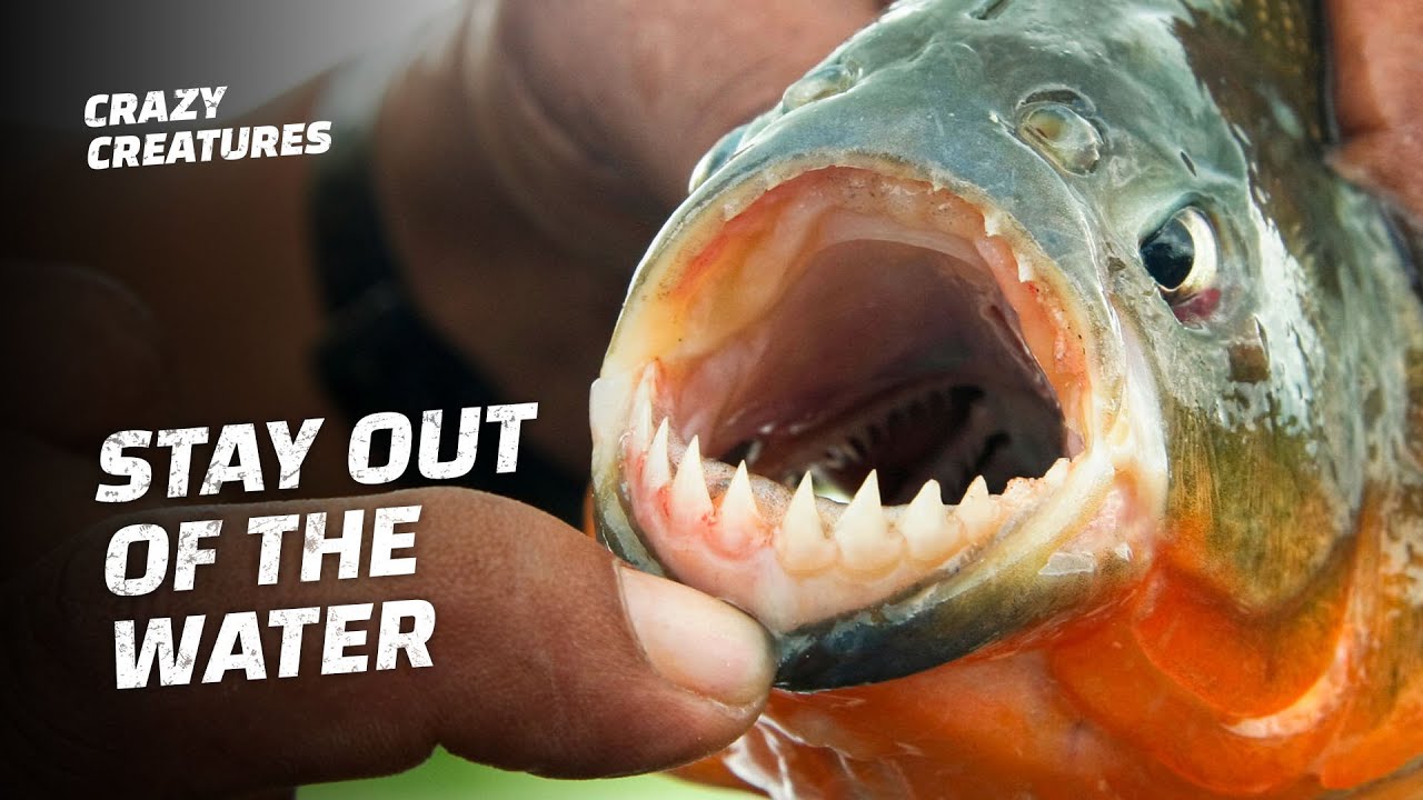 What Piranhas Actually Do If You Fall In