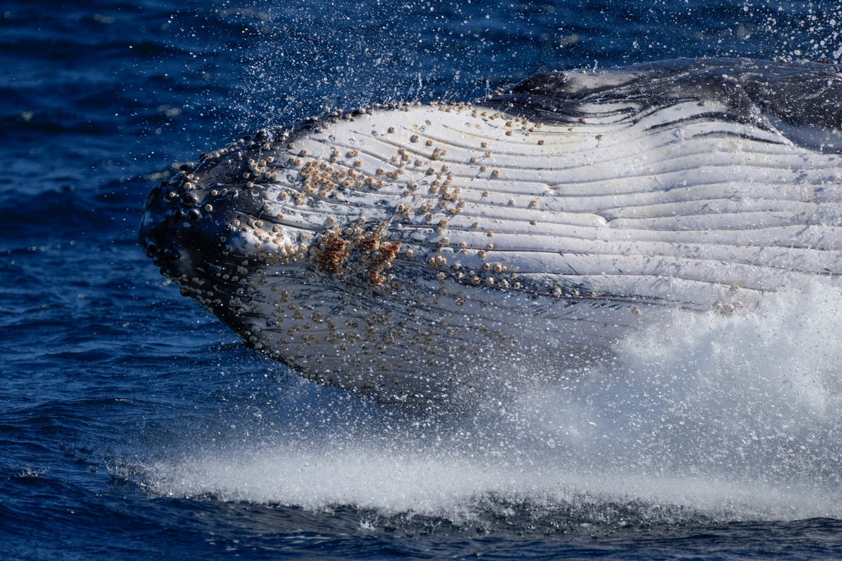 Sightings soar on Australia’s ‘humpback highway’ as 40,000 whales ...
