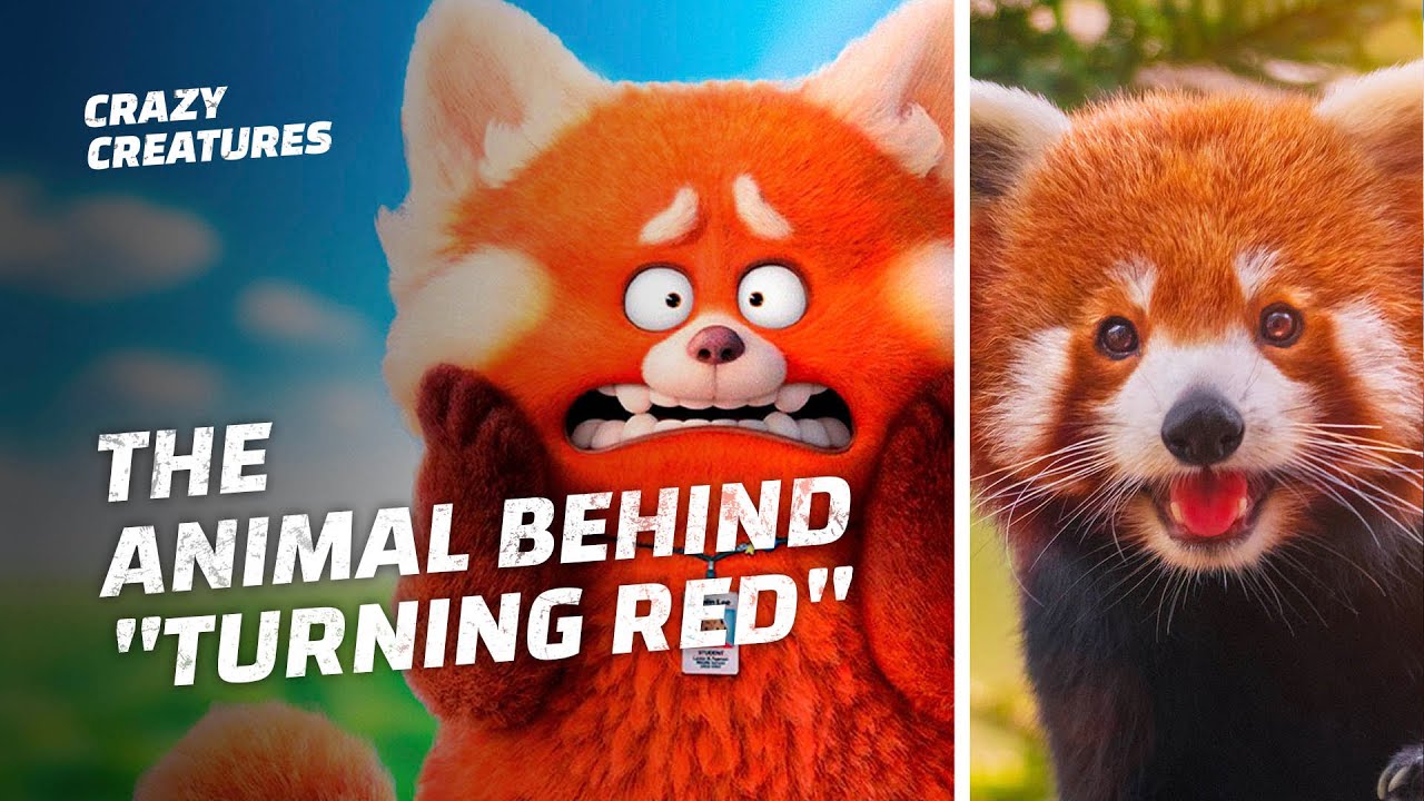 What Real Red Pandas Are Like – ‘Turning Red’ Connection
