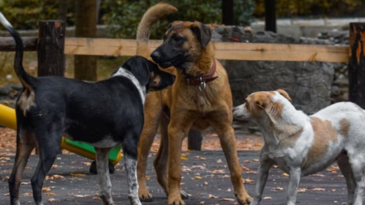 'Pick Them Up Within 8 Weeks': SC Orders Immediate Shifting Of Stray ...