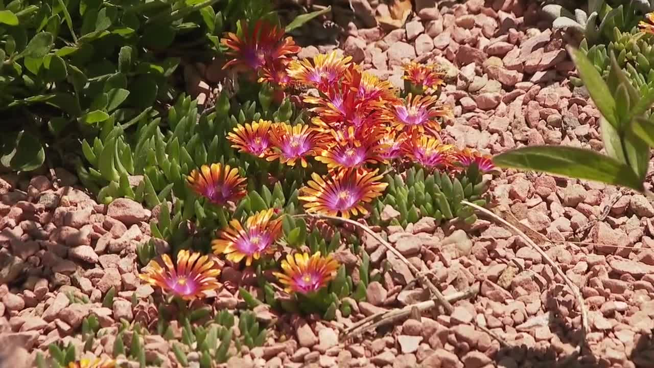 Water-wise plants: Less work, less water, still beautiful