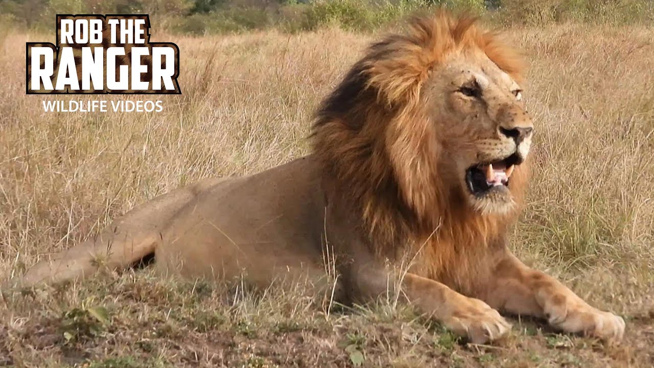 Big male lion watches over tiny playful cubs