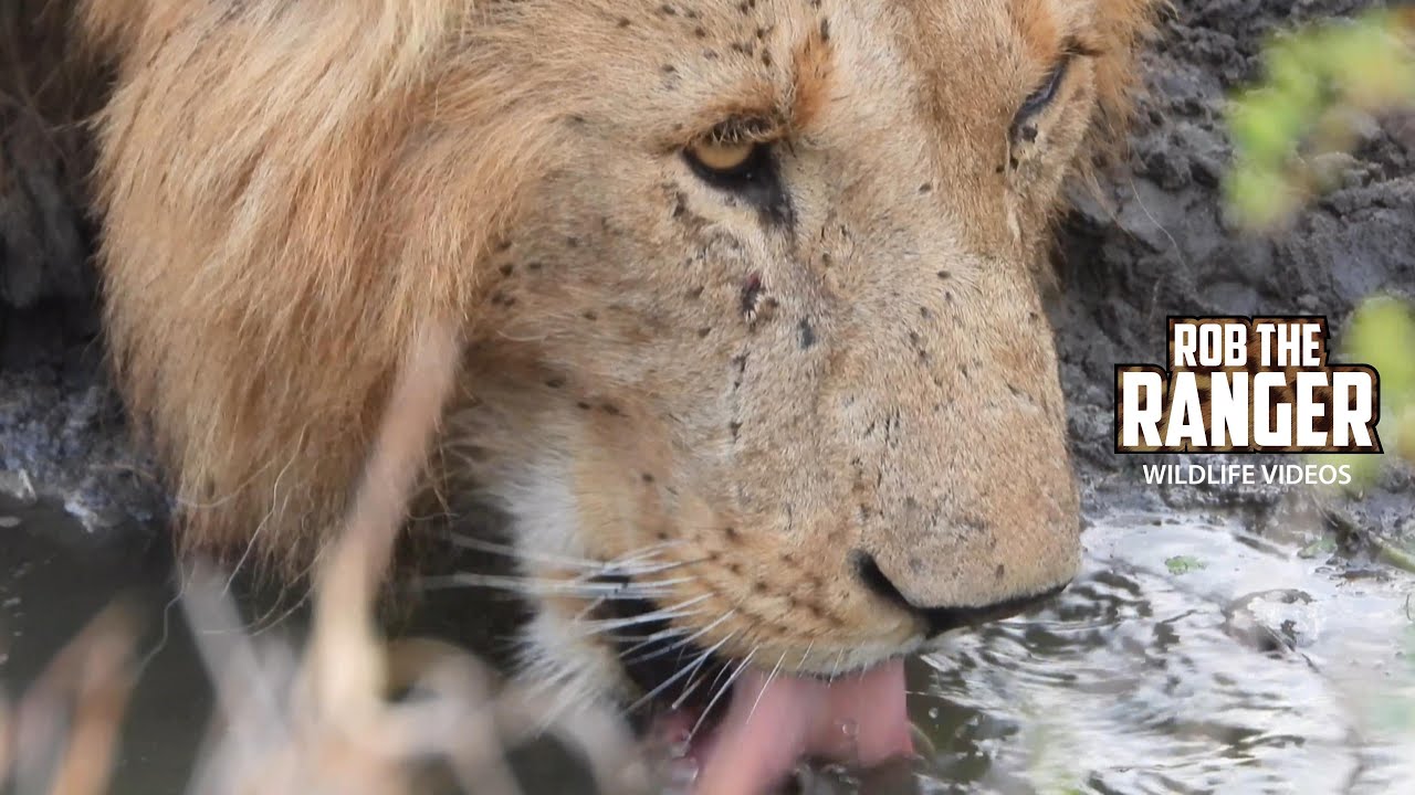 Lone Thirsty Lion Ventures to Waterhole Alone