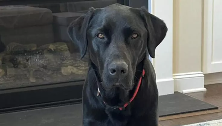 Ritorna a casa con il cane sbagliato: “Sembrava lui, ma non era Angus ...