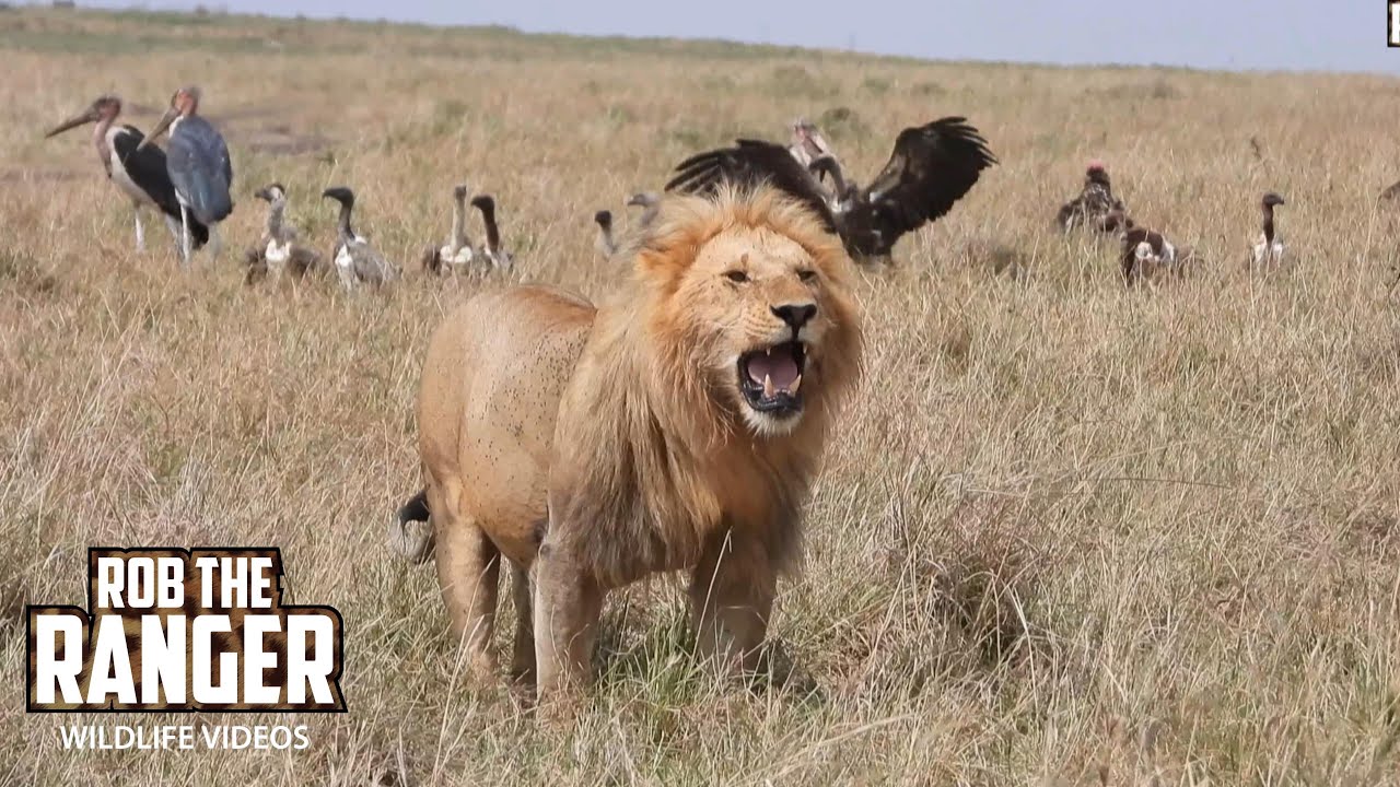 Vultures Feast on Lion's Buffalo Kill in Maasai Mara