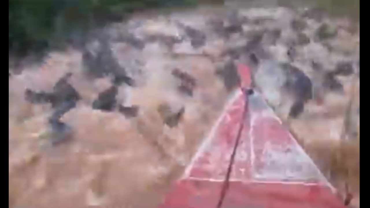 Man Casually Cruising His Motorboat In Heavily Crocodile Infested Water ...