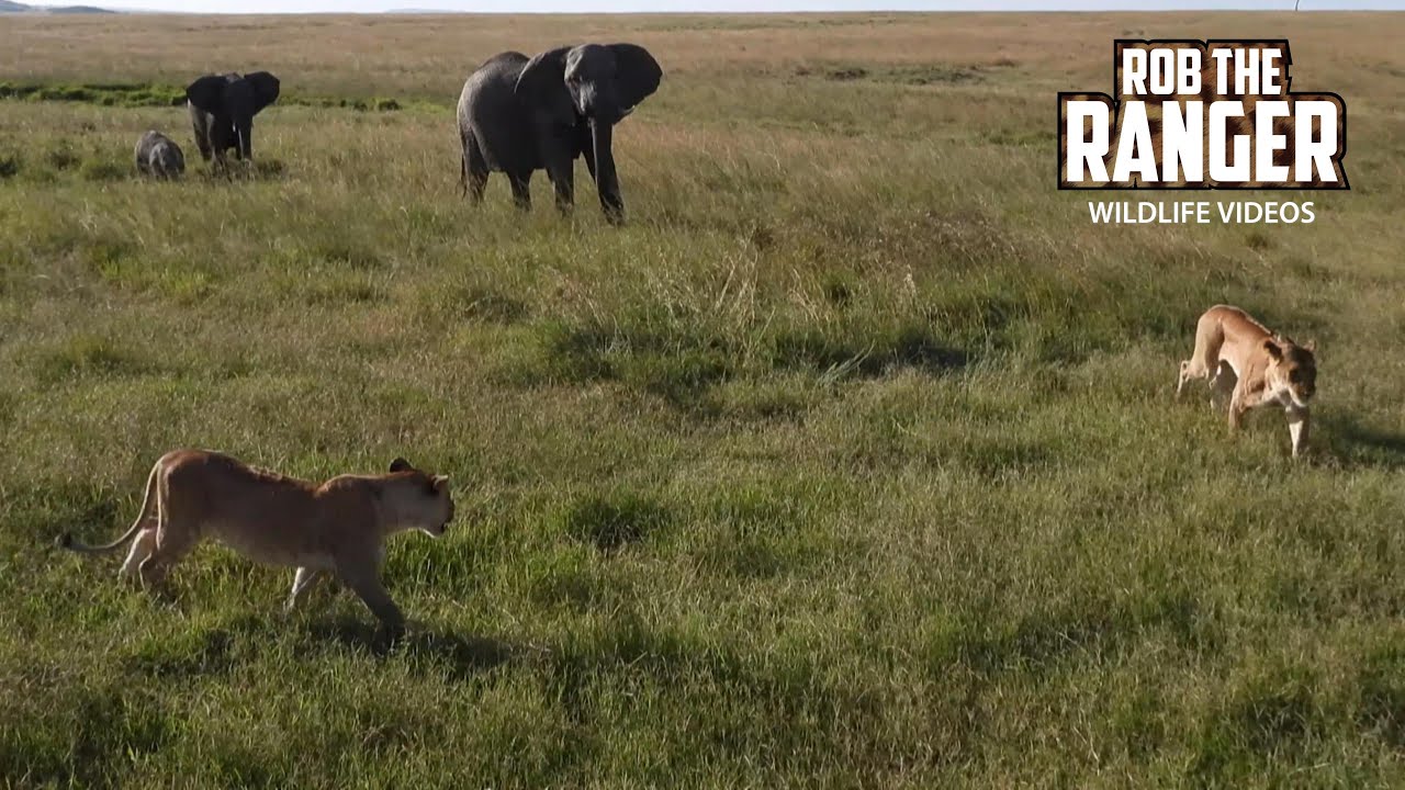 Elephants rouse sleeping lions in dramatic Mara encounter