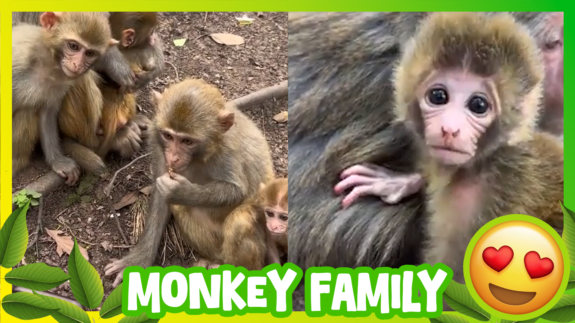 Monkey Family Time 🐵👨‍👩‍👧‍👦 | Cute, Funny & Heartwarming Jungle Life