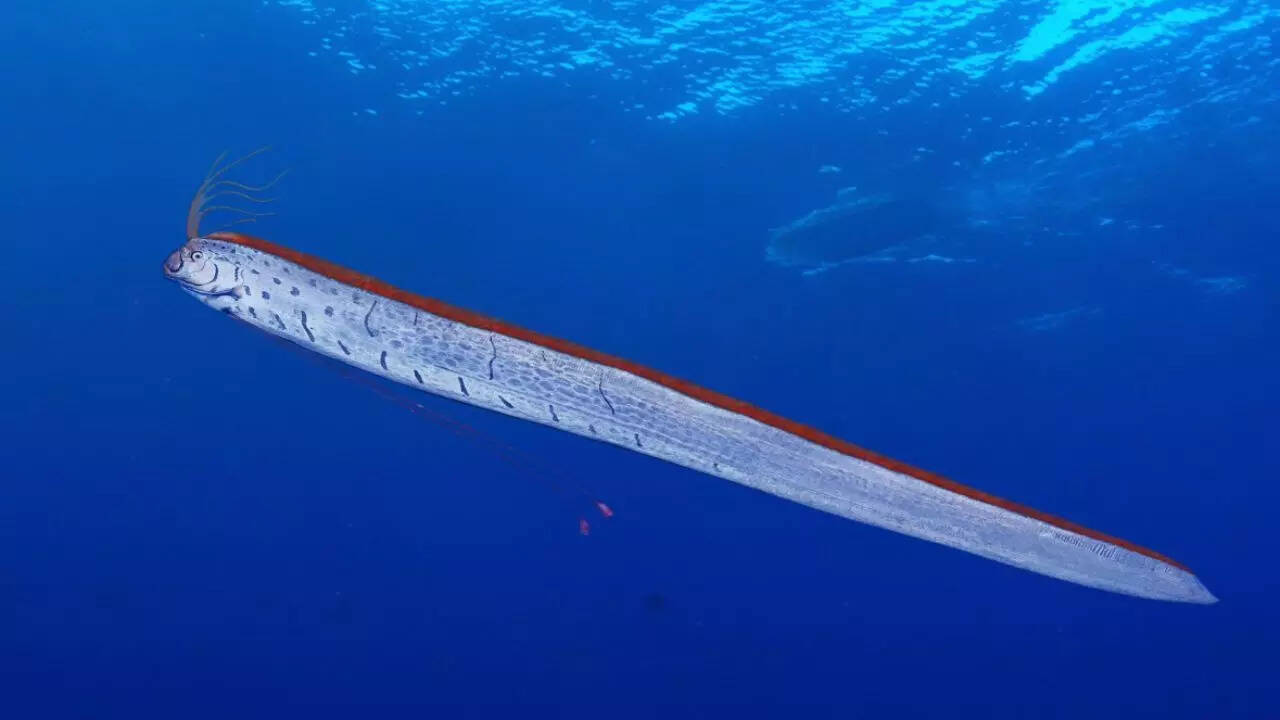 Rare 'doomsday fish' spotted in Tamil Nadu: Is it a sign of a disaster ...