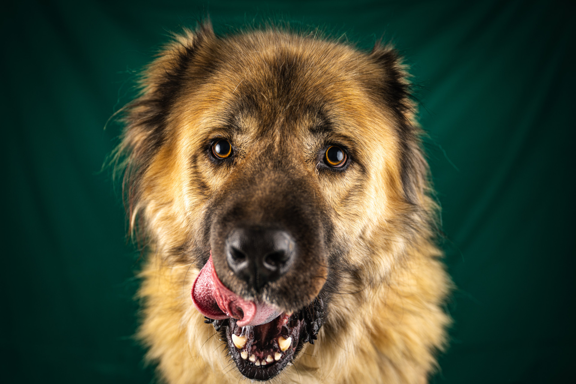 Hunderacer, der er forbudte i mange lande