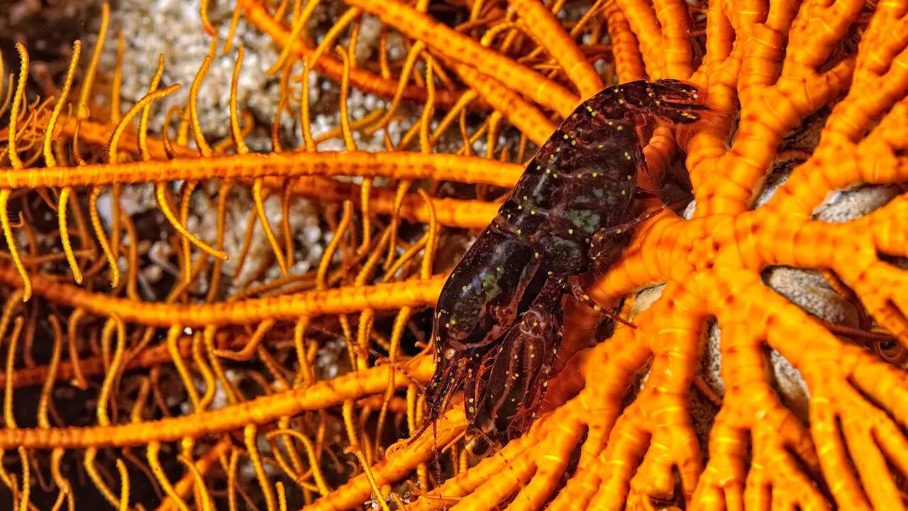Top 5 loudest marine animals