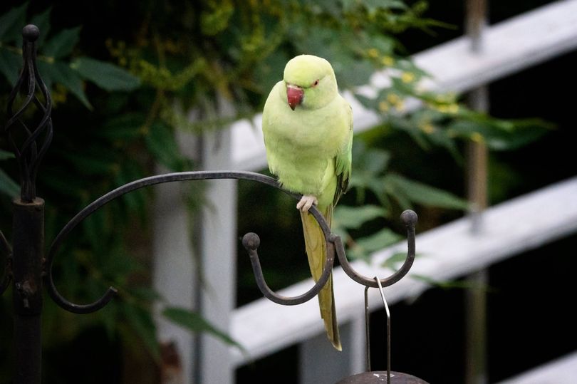 Warning issued over 'unstoppable' spread of invasive bird species in ...