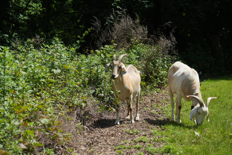 New Rochelle brings goats to a town park: What are they doing there ...