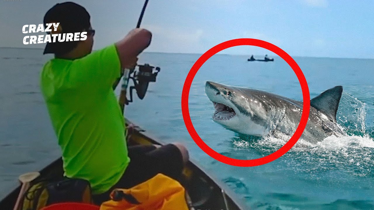 When Sharks Get Too Close – Real Scary Encounters