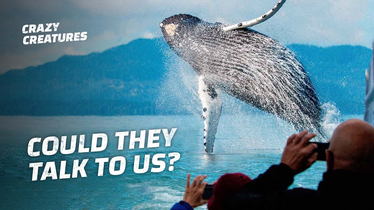 Whale Breaching Explained – What’s Behind the Splash?